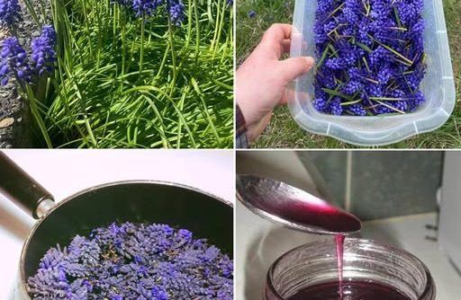 Možda ste vidjeli ovaj cvijet, ali niste znali njegovu moć – Otkrijte ...