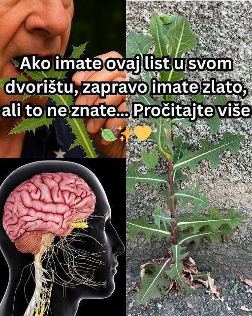 Ako imate ovaj list u svom dvorištu, zapravo imate zlato, ali toga ...