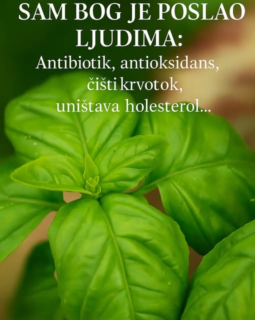 Sam bog je poslao ljudima: Antibiotik, antioksidans, čisti krvotok ...