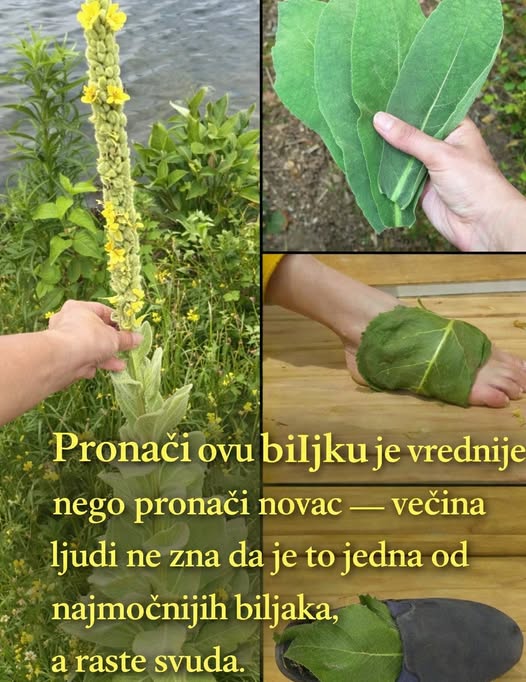 Zaboravljeno blago pod našim nogama: Zašto je trputac “rudnik zlata ...