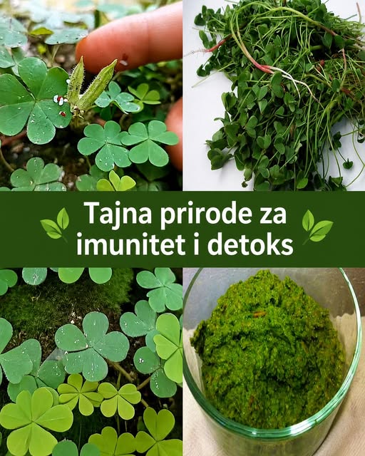 Kislica (Oxalis): Pikantna divlja biljka sa skrivenim zdravstvenim ...